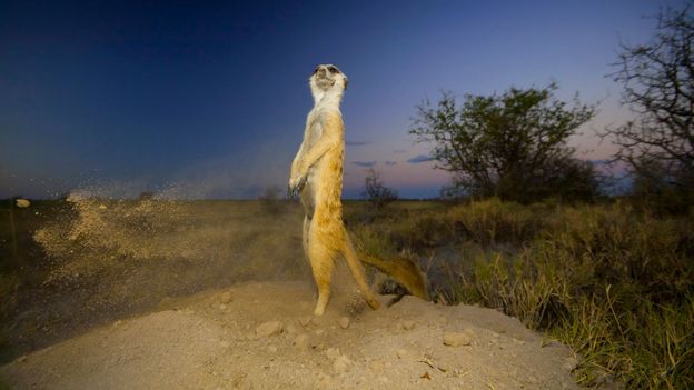 BBC - Earth - The truth about meerkats