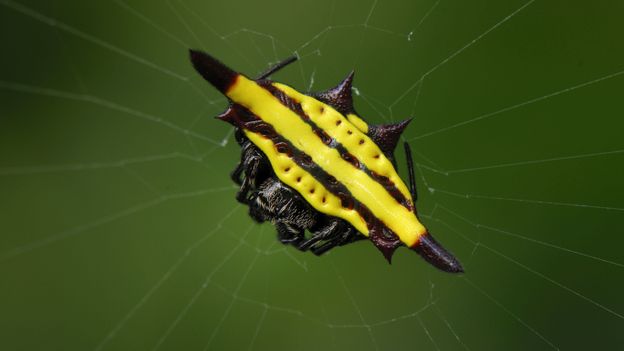 BBC - Earth - Ten spiders that are surprisingly beautiful