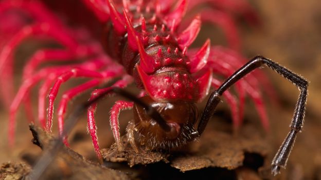 BBC - Earth - Ten real-life animals that are dragons