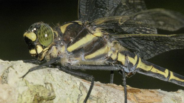 BBC - Earth - Ten real-life animals that are dragons