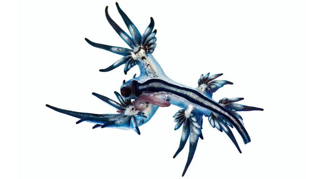 BBC - Earth - Ten real-life animals that are dragons