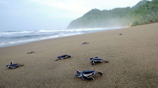 A safe haven for sea turtles?