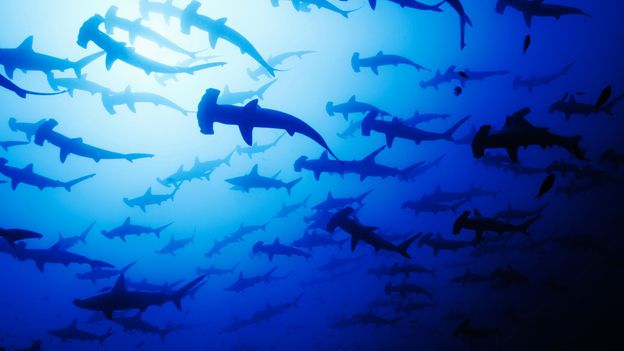 BBC - Earth - The sensational world of sharks and rays