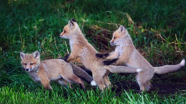 BBC - Earth - Playful fox cubs begin to emerge