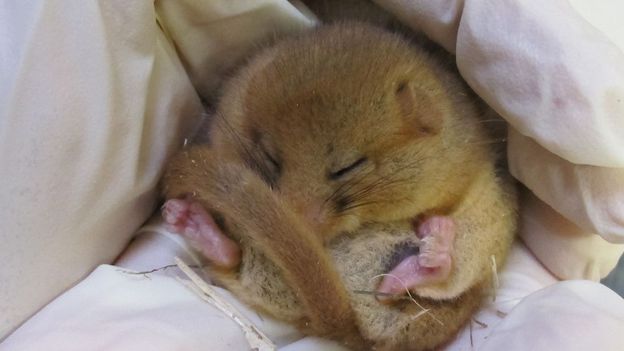 BBC - Earth - Bringing Britain's dormouse back from extinction