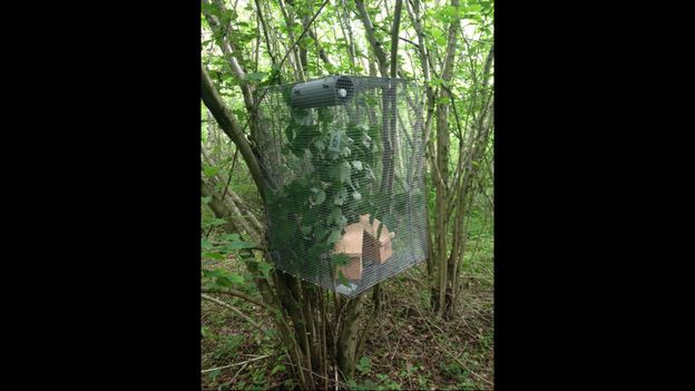 BBC - Earth - Bringing Britain's dormouse back from extinction