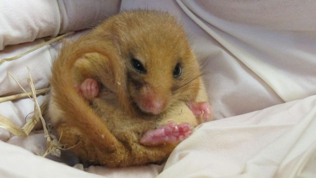 BBC - Earth - Bringing Britain's dormouse back from extinction