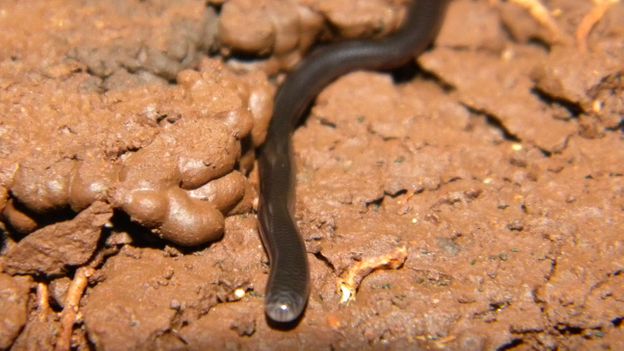BBC - Earth - The snake that decapitates its termite prey