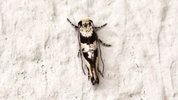 BBC - Earth - The race to save St Helena's rare species