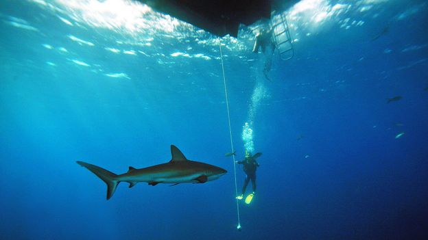 How to fight off the office shark