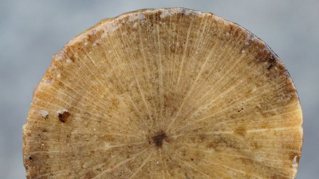 BBC - Earth - Mysterious "hair ice" is formed by fungus