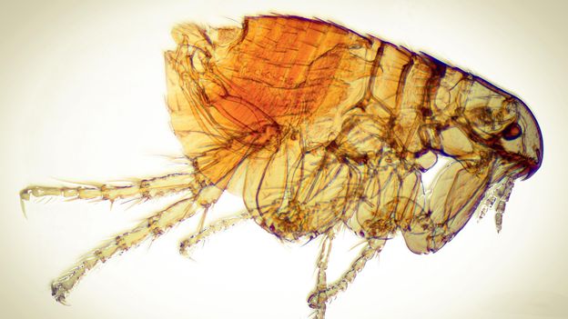 BBC - Earth - How high can a flea really jump?