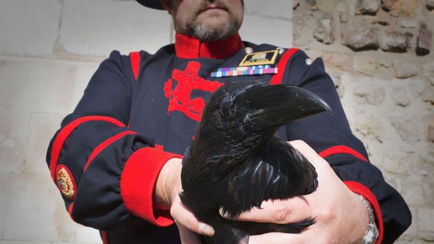 The mysterious tale of Charles Dickens’s raven