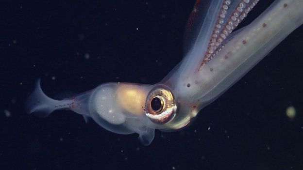 Extreme Deep Sea Animals That Make Light