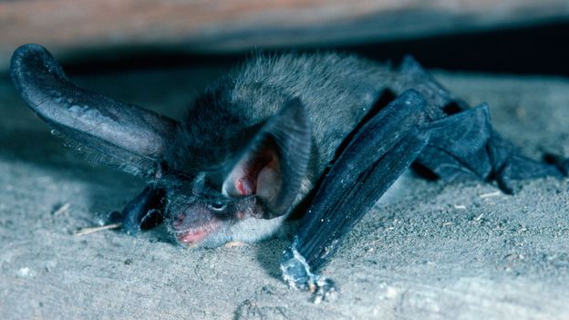 BBC - Earth - Seven of the UK's rarest and most extraordinary bats