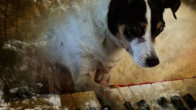 Laurie Anderson’s tribute to a dog – and Lou Reed