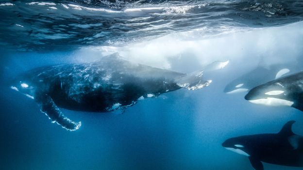BBC - Earth - Epic orca and whale battle caught on camera
