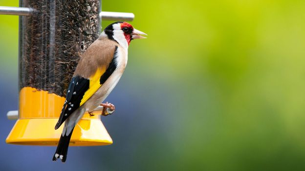 BBC - Earth - The mysterious rise in garden goldfinches