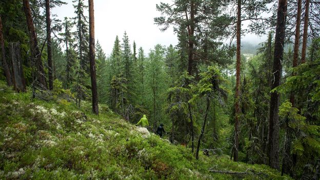 BBC - Earth - Discover how Norway saved its vanishing forests