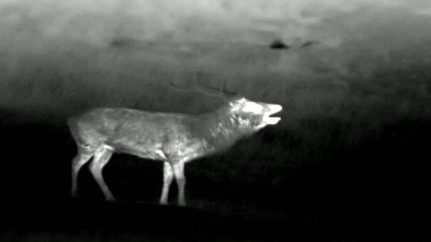 BBC - Earth - Red deer night-time rut drama revealed