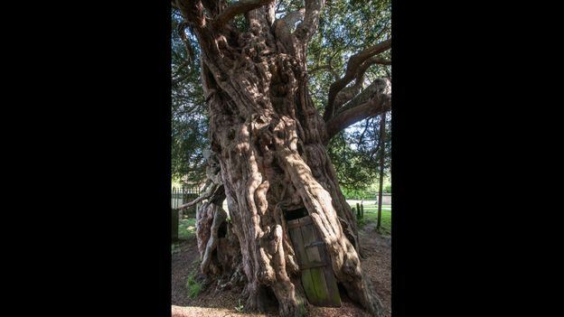 BBC - Earth - 11 of Britain's most legendary trees