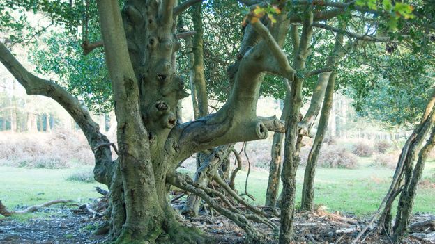 BBC - Earth - 11 of Britain's most legendary trees