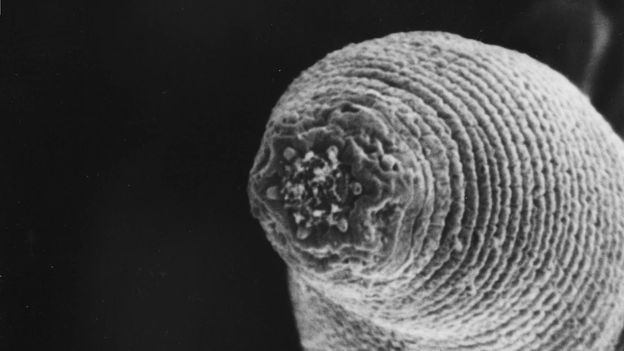 BBC - Earth - The strange beasts that live in solid rock deep underground