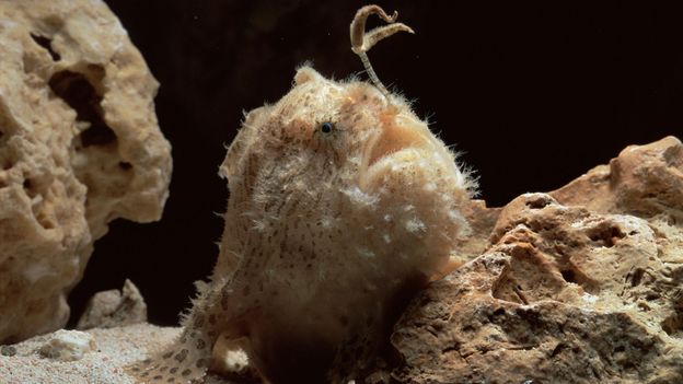 BBC - Earth - Seven animals with astonishing hunting techniques