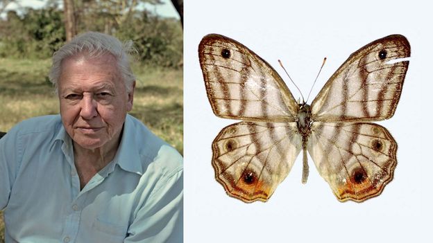 BBC - Earth - Rare Amazonian butterfly named after Sir David Attenborough