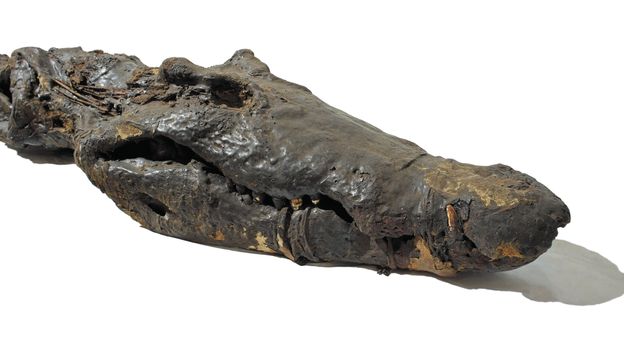 BBC - Earth - Ancient mummified crocodile revealed