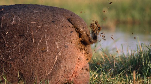 BBC - Earth - Why you should beware a laughing or yawning hippo