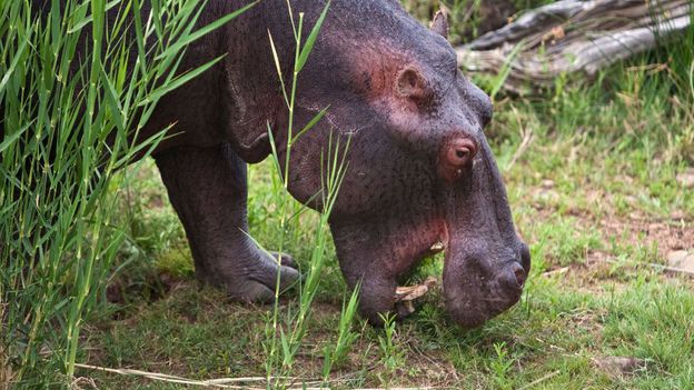 BBC - Earth - Why you should beware a laughing or yawning hippo