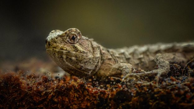 BBC - Earth - Meet Isolde, the first baby tuatara born outside New Zealand