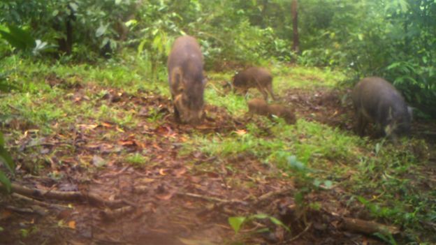 BBC - Earth - Meet the pigs with facial warts the size of grapefruit