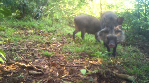 BBC - Earth - Meet the pigs with facial warts the size of grapefruit