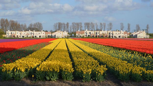 Tulip mania: The flowers that cost more than houses