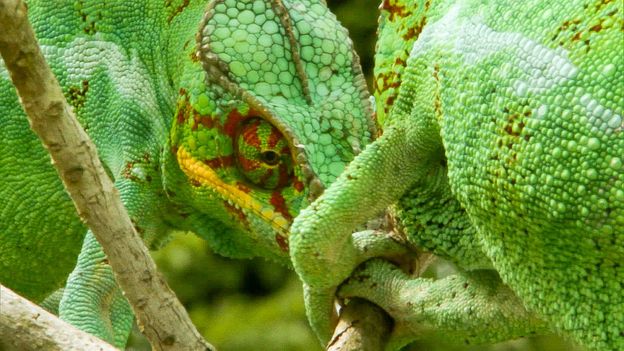 BBC - Earth - Huge chameleons do battle