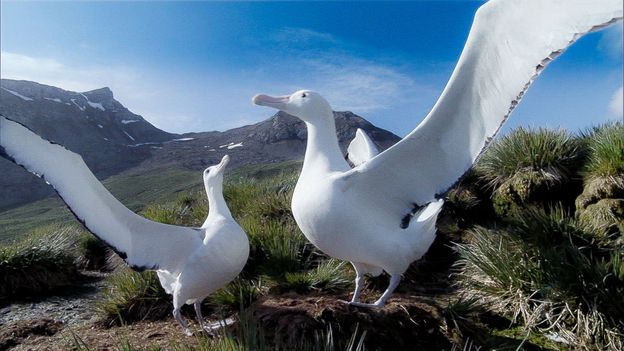 BBC - Earth - Albatrosses spend 50 years together