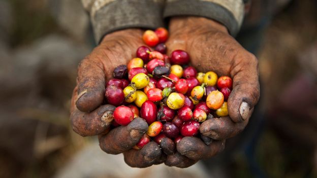 The man who saved Colombian coffee