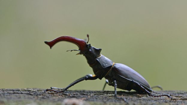 BBC - Earth - Seven awesome and rare British insects to spot this summer
