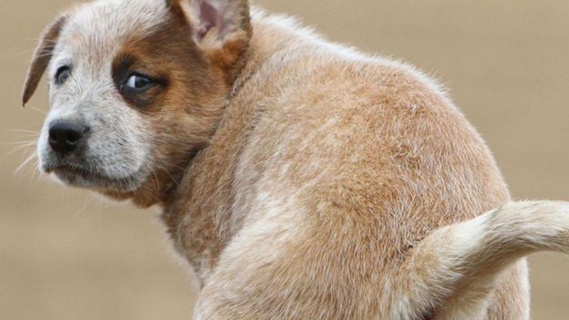 There are people making millions from your pet’s poo