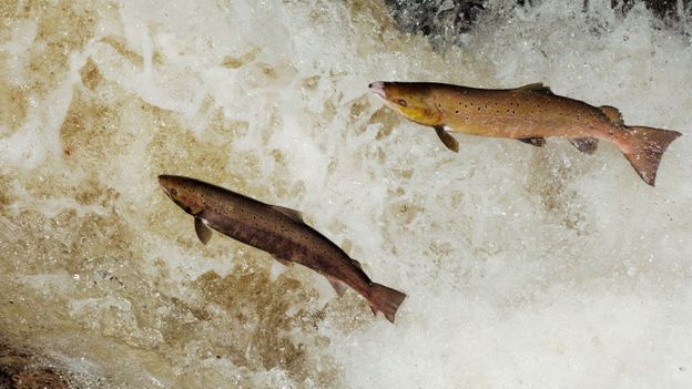 BBC - Earth - Five surprising uses of poo