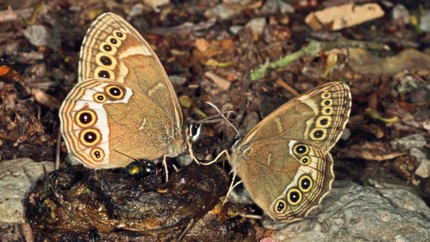 BBC - Earth - Five surprising uses of poo