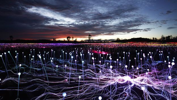 A field of 50,000 illuminated flowers