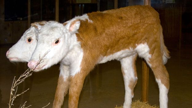 BBC - Earth - The two-headed creatures that may have inspired Hydra