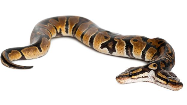 BBC - Earth - The two-headed creatures that may have inspired Hydra