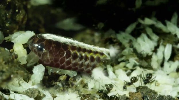 BBC - Earth - Rare footage of one of Earth's smallest snakes