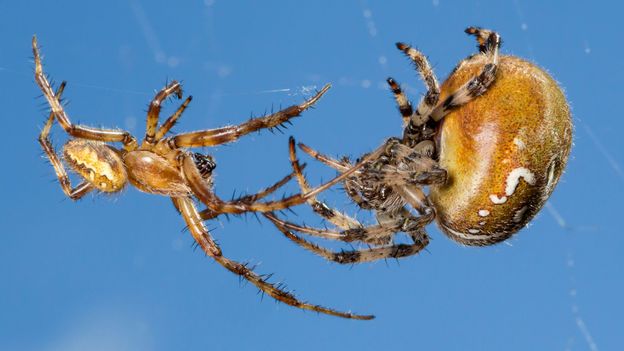 Bbc Earth One Heroic Spider Gave His Life To Save The Lives Of Others