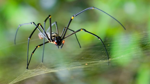 BBC - Earth - One heroic spider gave his life to save the lives of others