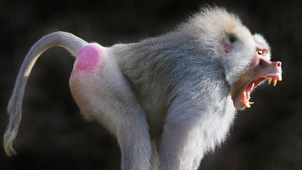 BBC - Earth - Baboon troops go to war